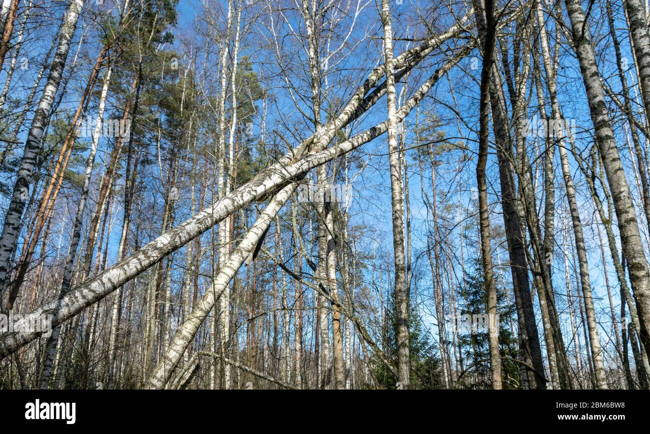 landscape with wild forest, trees overturned after a storm Stock Photo ...