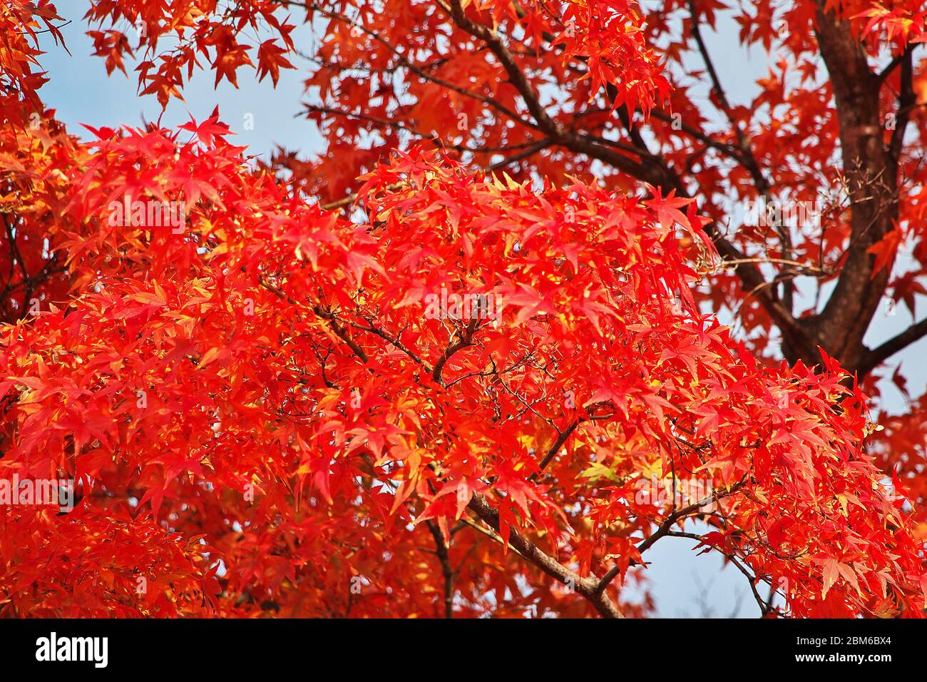 Red maples Momiji in the national park Fuji at autumn, Japan Stock ...