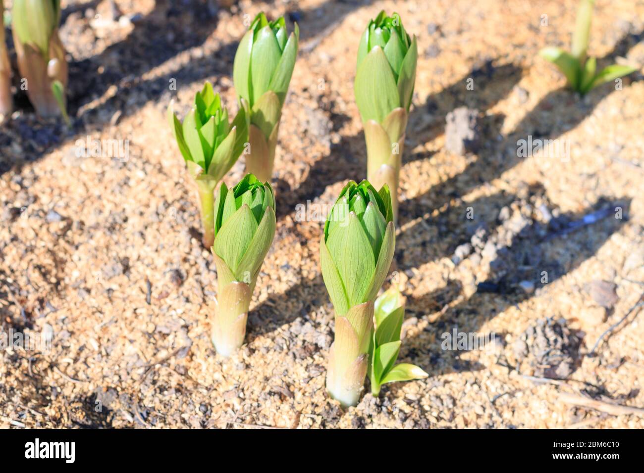 a group of young fat bright green sprouts growing on soil on a spring ...