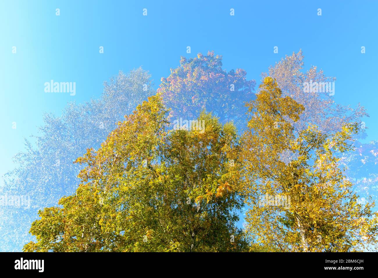 Double exposure of trees of different shades overlaying each other ...