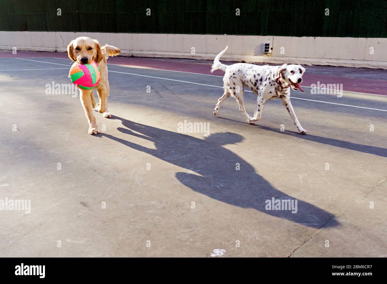 Dogs playing in the park Stock Photo - Alamy