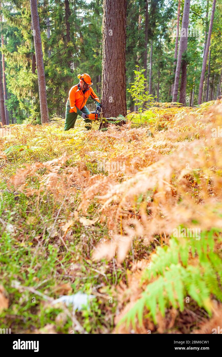 a woodcutter at work in the forest Stock Photo - Alamy