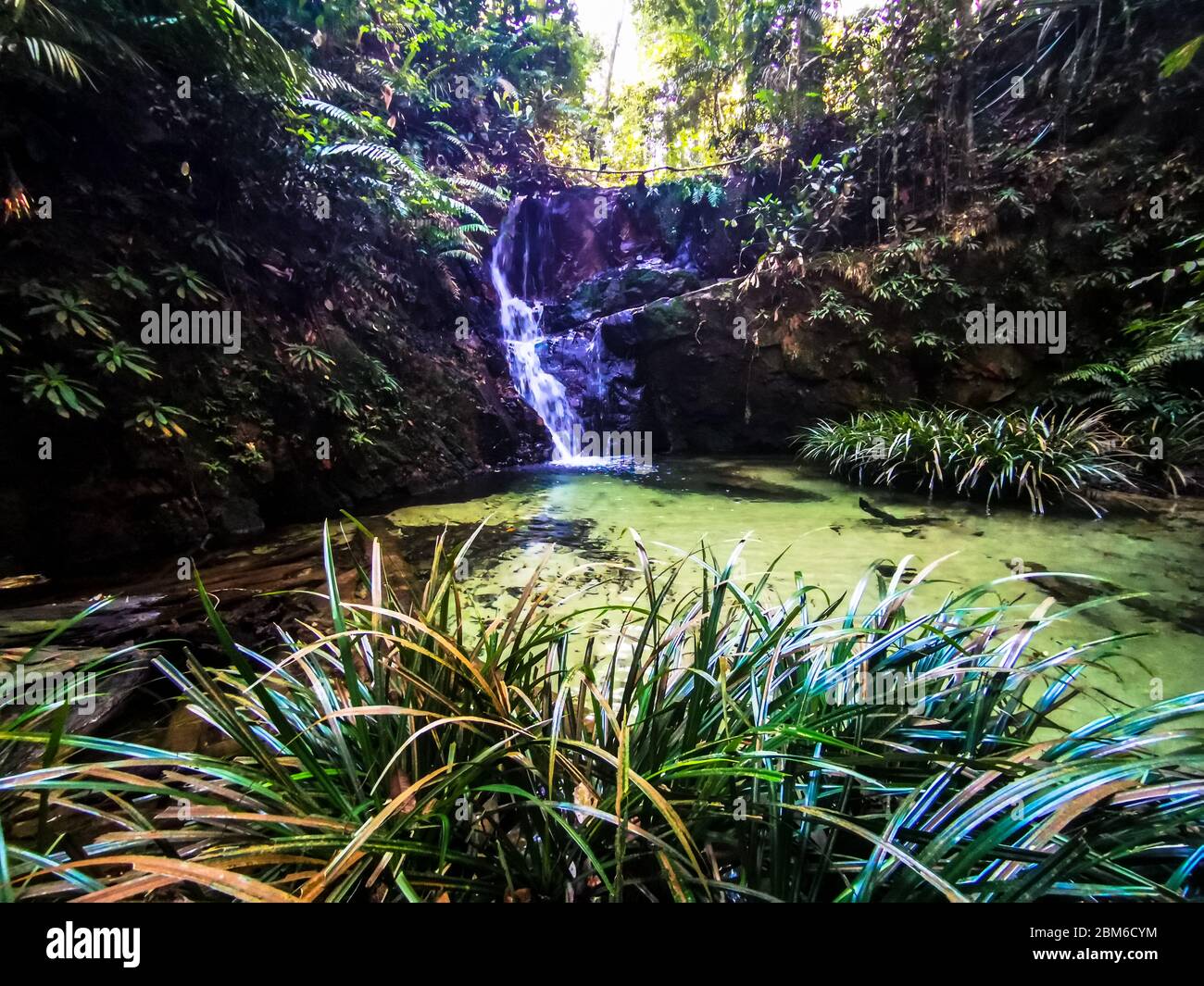 Calm environment scenery commonly seen in hiking trail in Malaysia rain ...