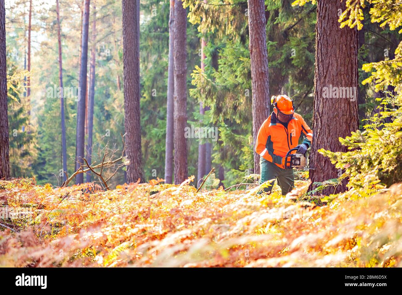 a woodcutter at work in the forest Stock Photo - Alamy