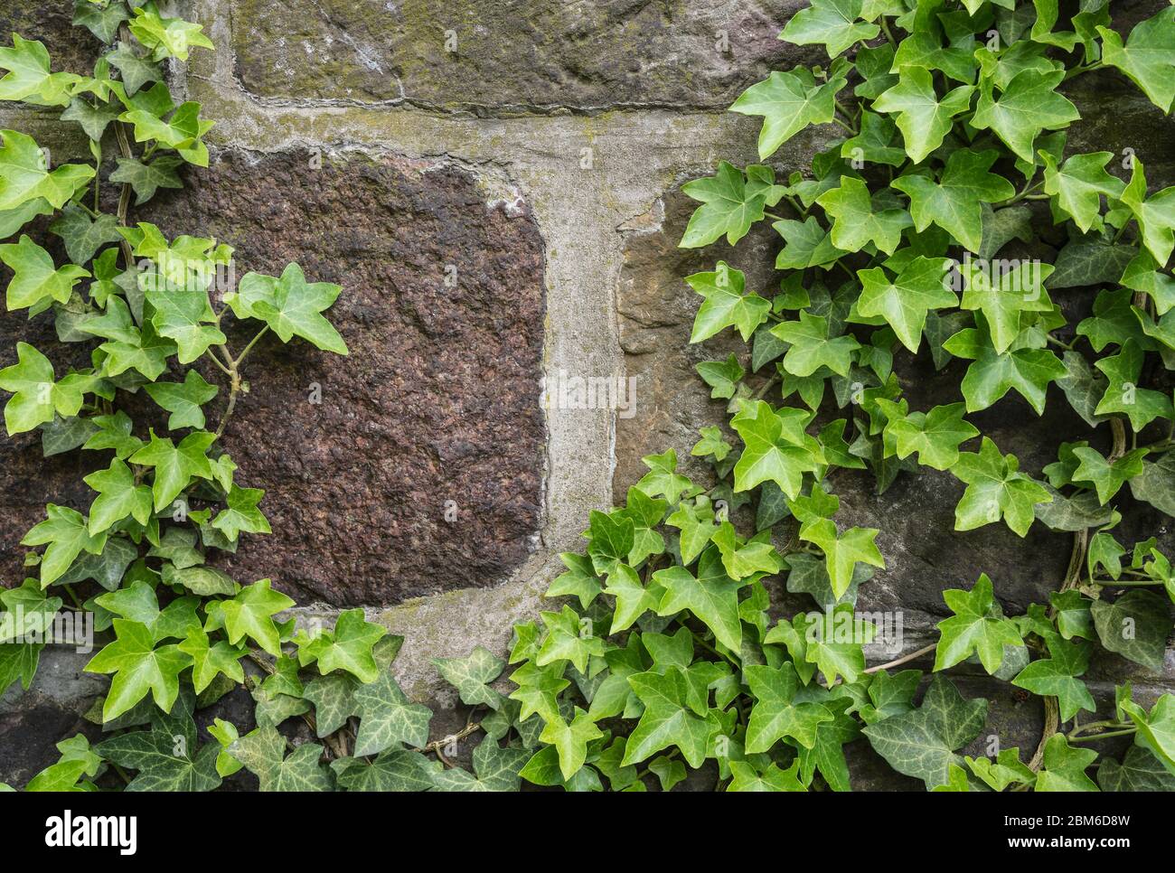 creeping ivy on a stone wall Stock Photo - Alamy