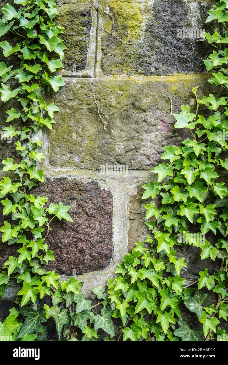 creeping ivy on a stone wall Stock Photo - Alamy