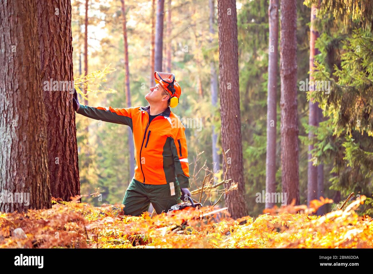 a woodcutter at work in the forest Stock Photo - Alamy