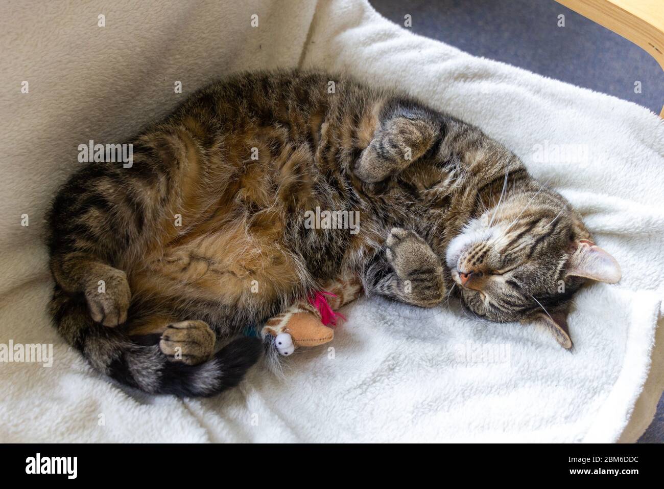 A relaxed sleeping cat Stock Photo - Alamy