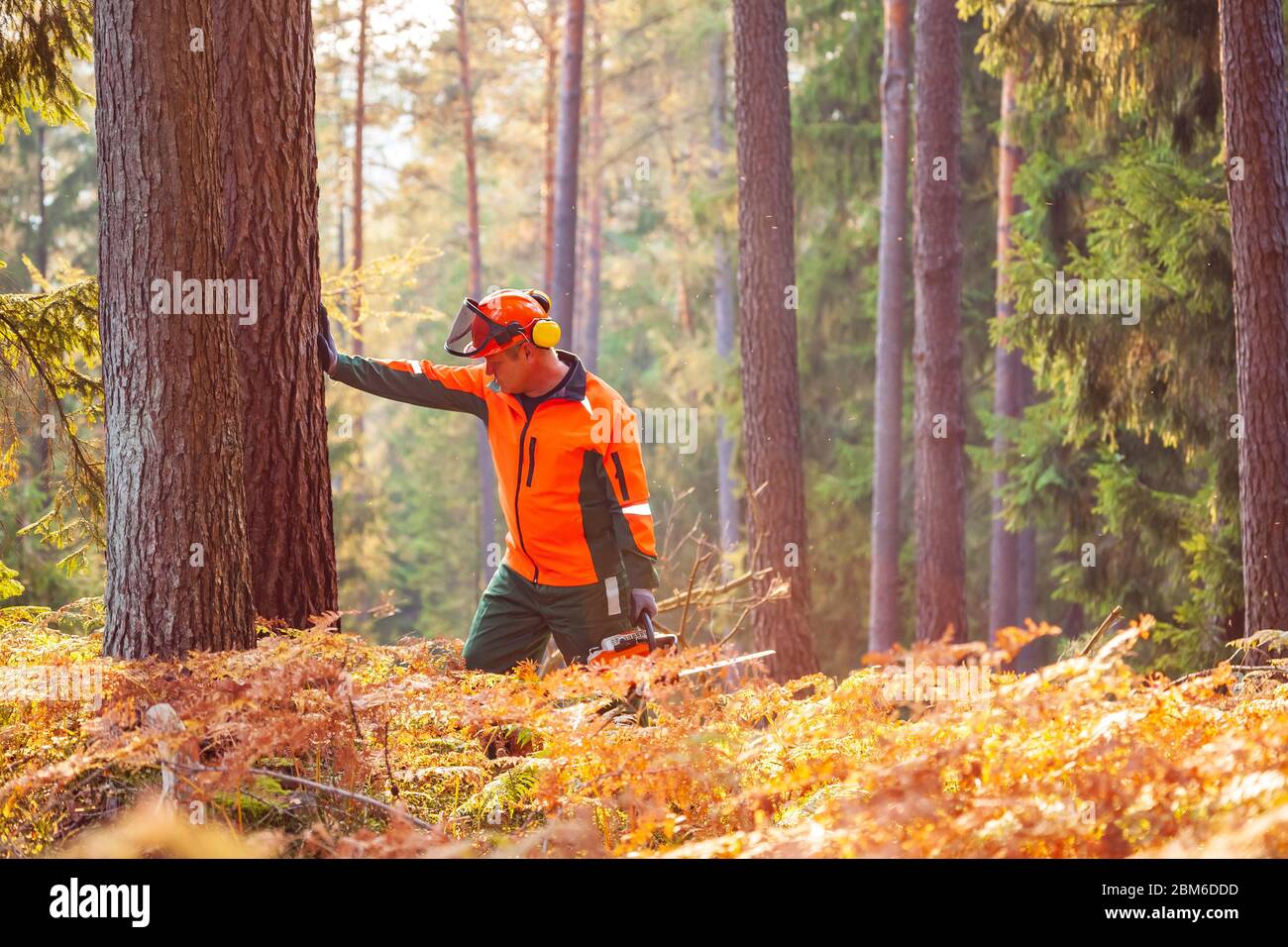 a woodcutter at work in the forest Stock Photo - Alamy