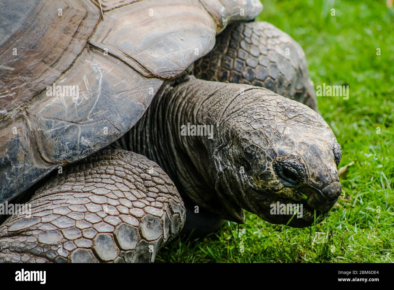 The head of a giant tortoise Stock Photo - Alamy