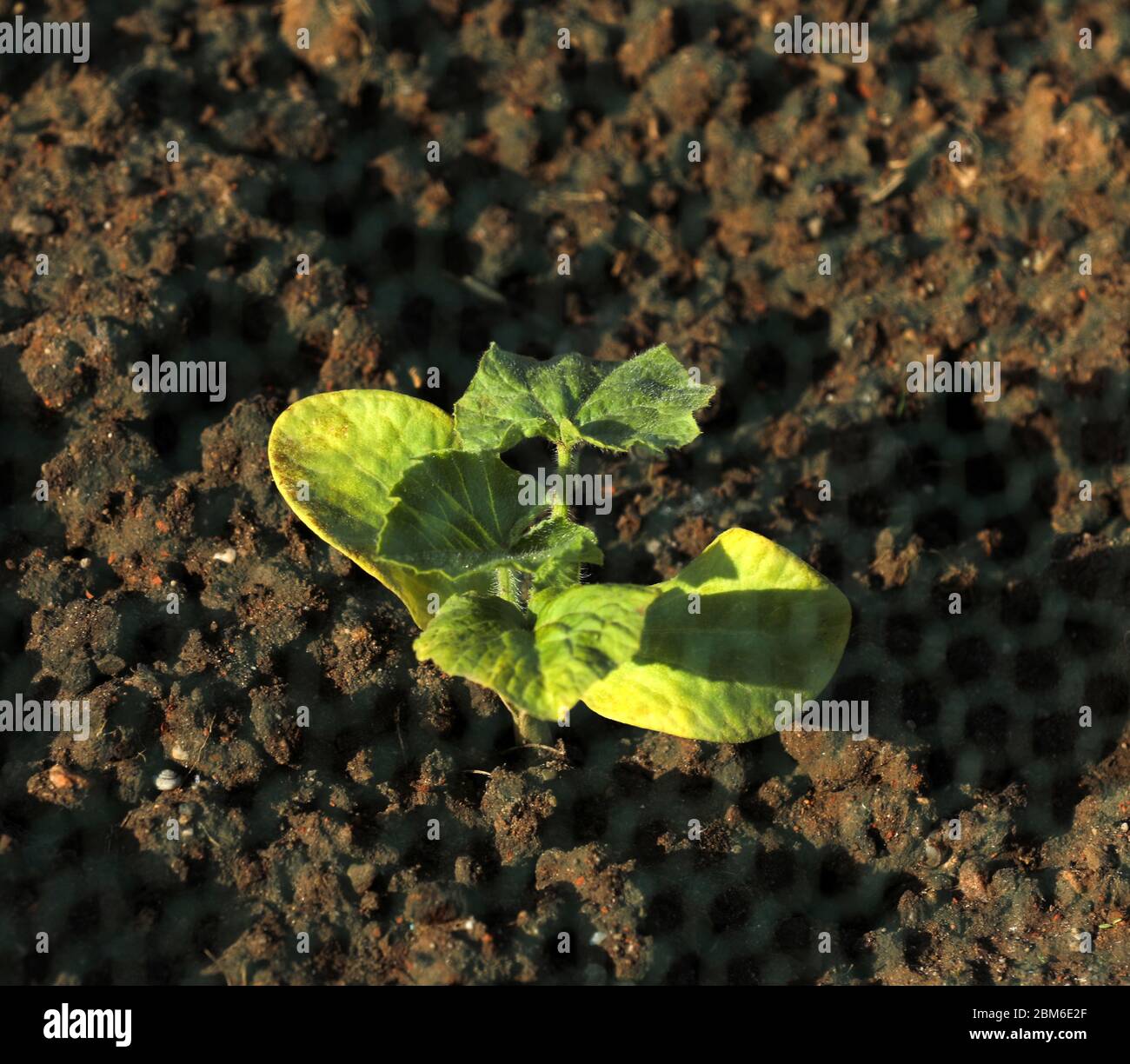 Field cultivation farm land Stock Photo - Alamy