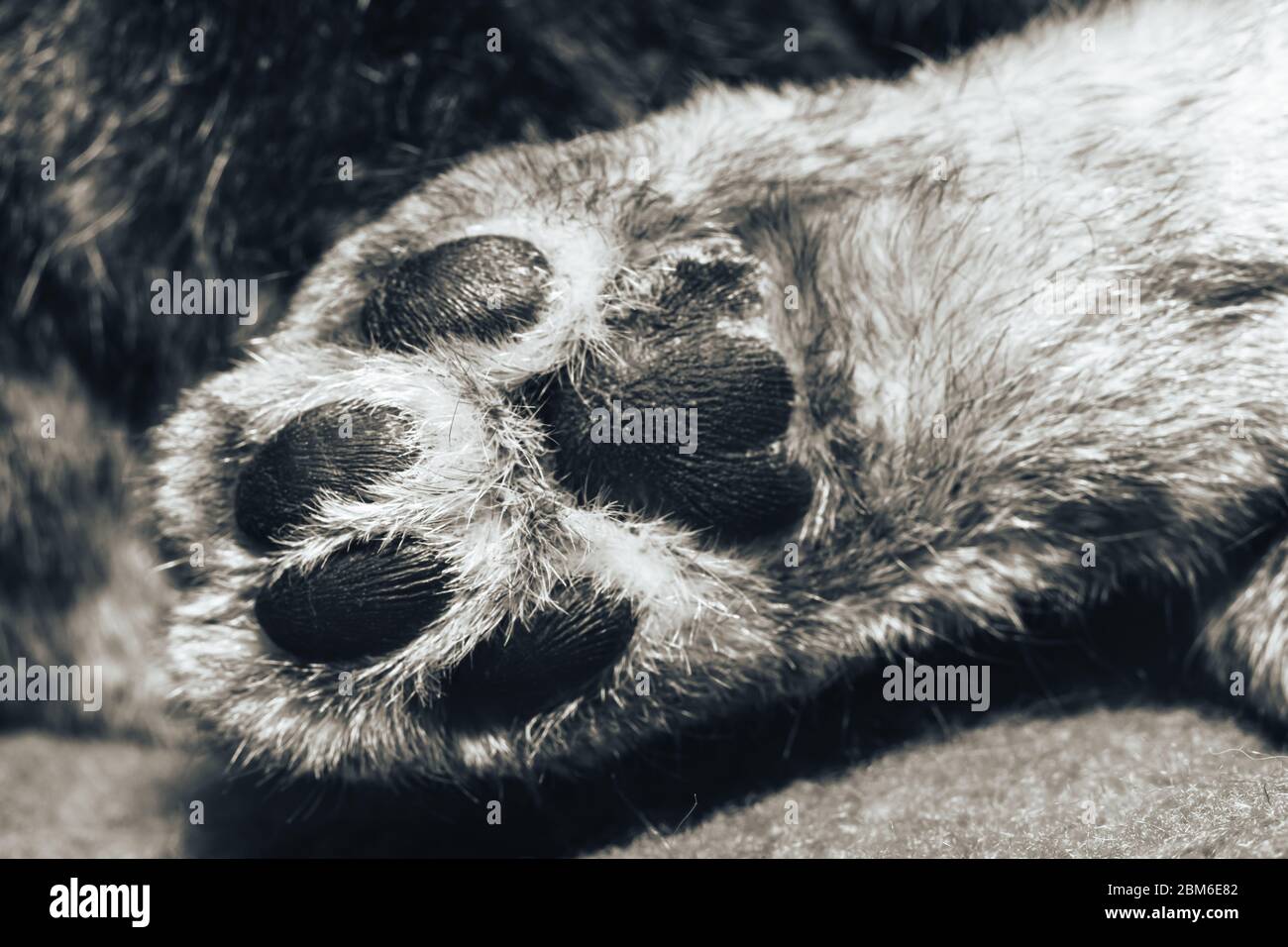Beautiful leg of cat closeup. Feline legs macro. A cat's muzzle ...