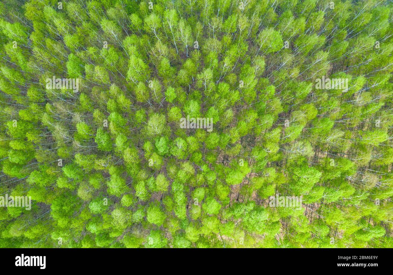 Aerial view road going through forest, Road through the green forest ...
