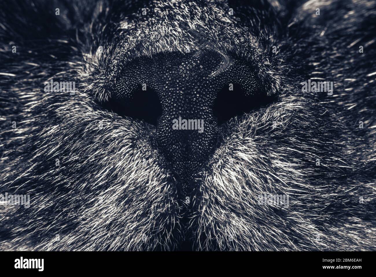 Beautiful Nose of cat closeup. Feline nose macro. A cat's muzzle ...