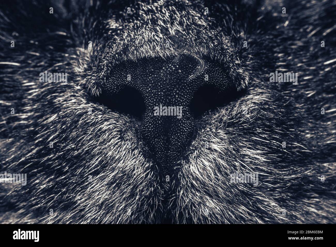 Beautiful Nose of cat closeup. Feline nose macro. A cat's muzzle ...