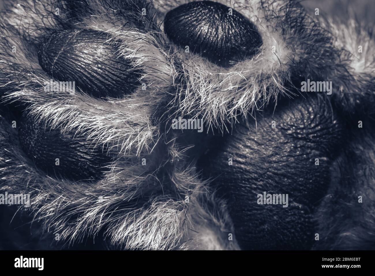 Beautiful leg of cat closeup. Feline legs macro. A cat's muzzle ...