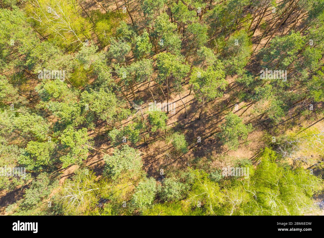 Aerial view road going through forest, Road through the green forest ...