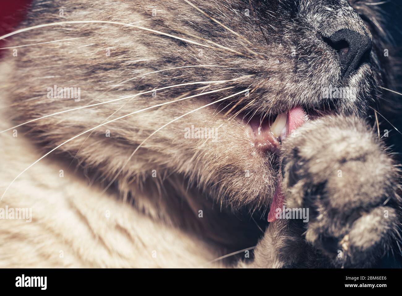 Beautiful leg of cat closeup. Feline legs macro. A cat's muzzle ...