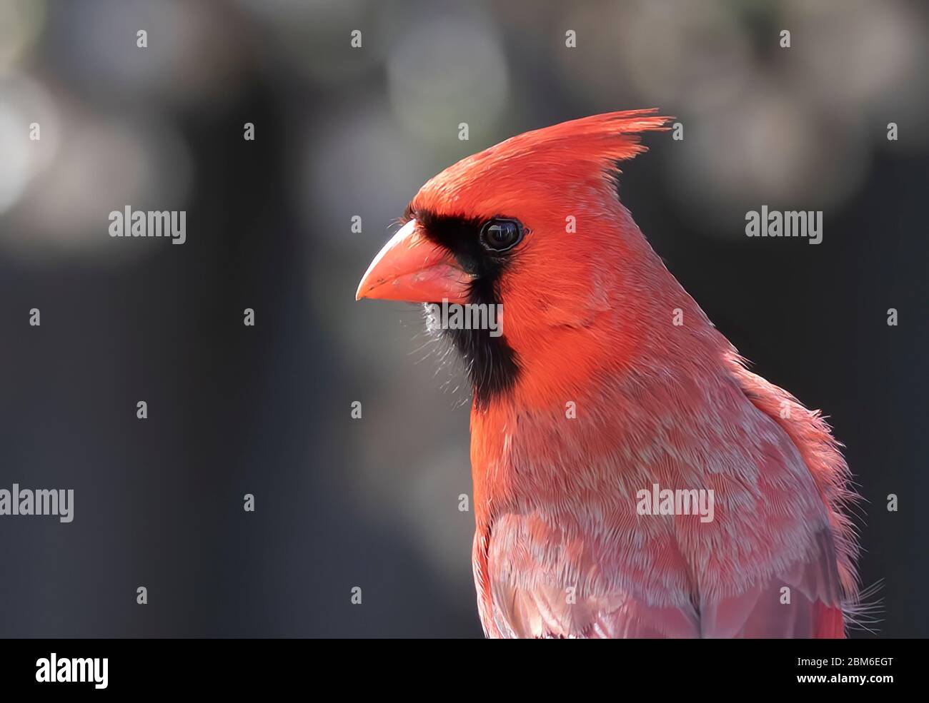 Male cardinal on branch hi-res stock photography and images - Alamy
