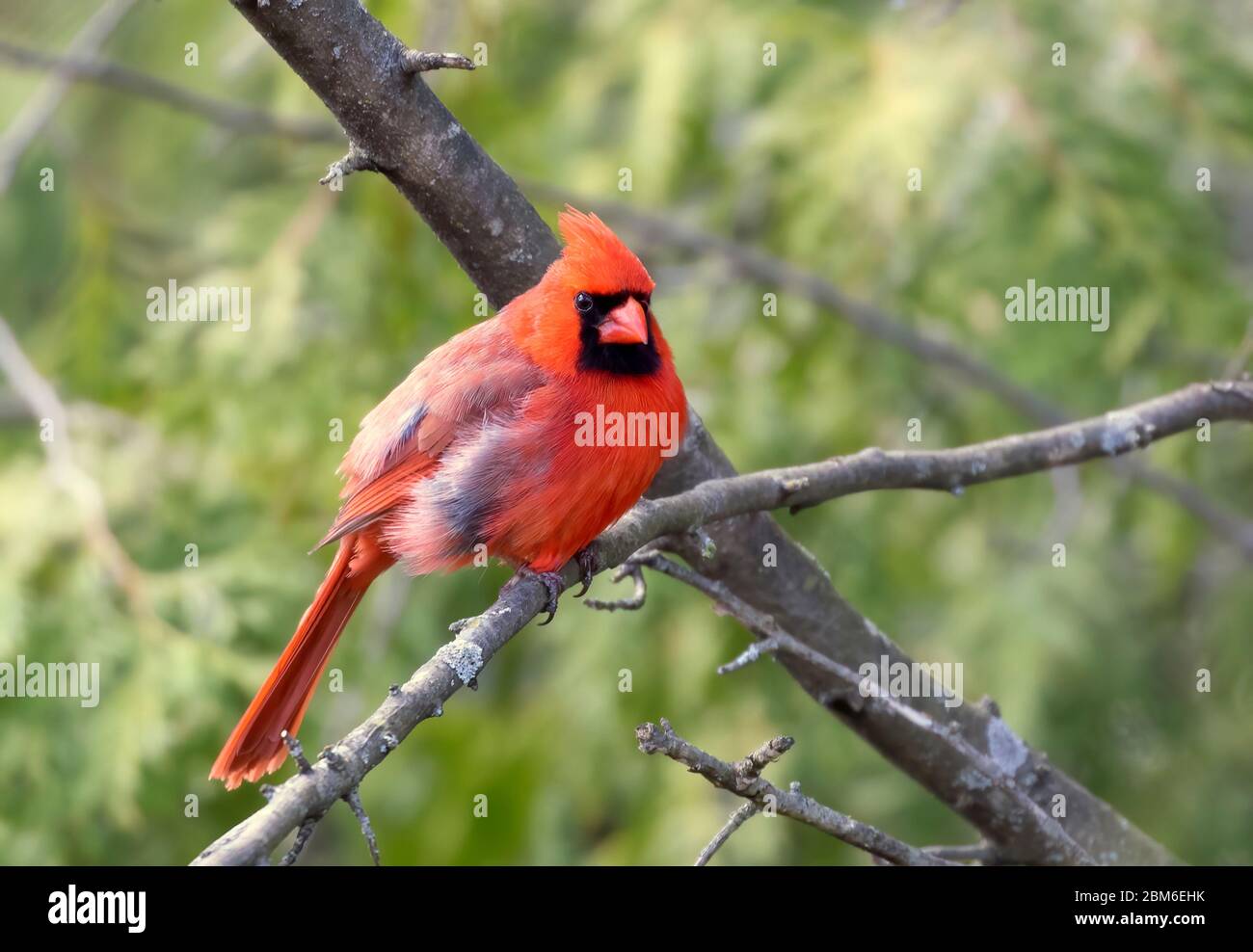 Northern Cardinal (Cardinalis cardinalis) perched on a branch on a ...