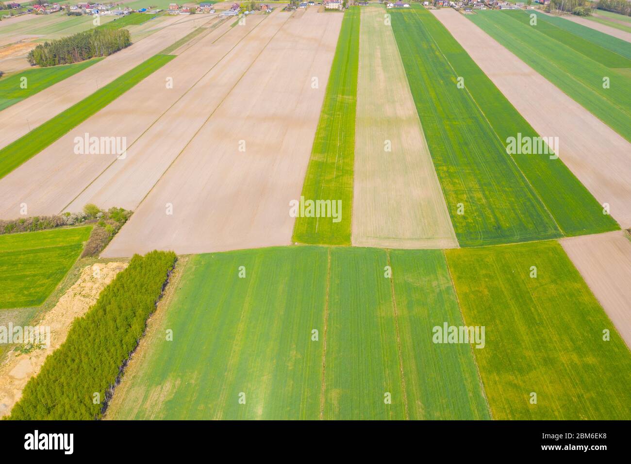 Vertical stripes of agricultural parcels of different crops. Aerial ...