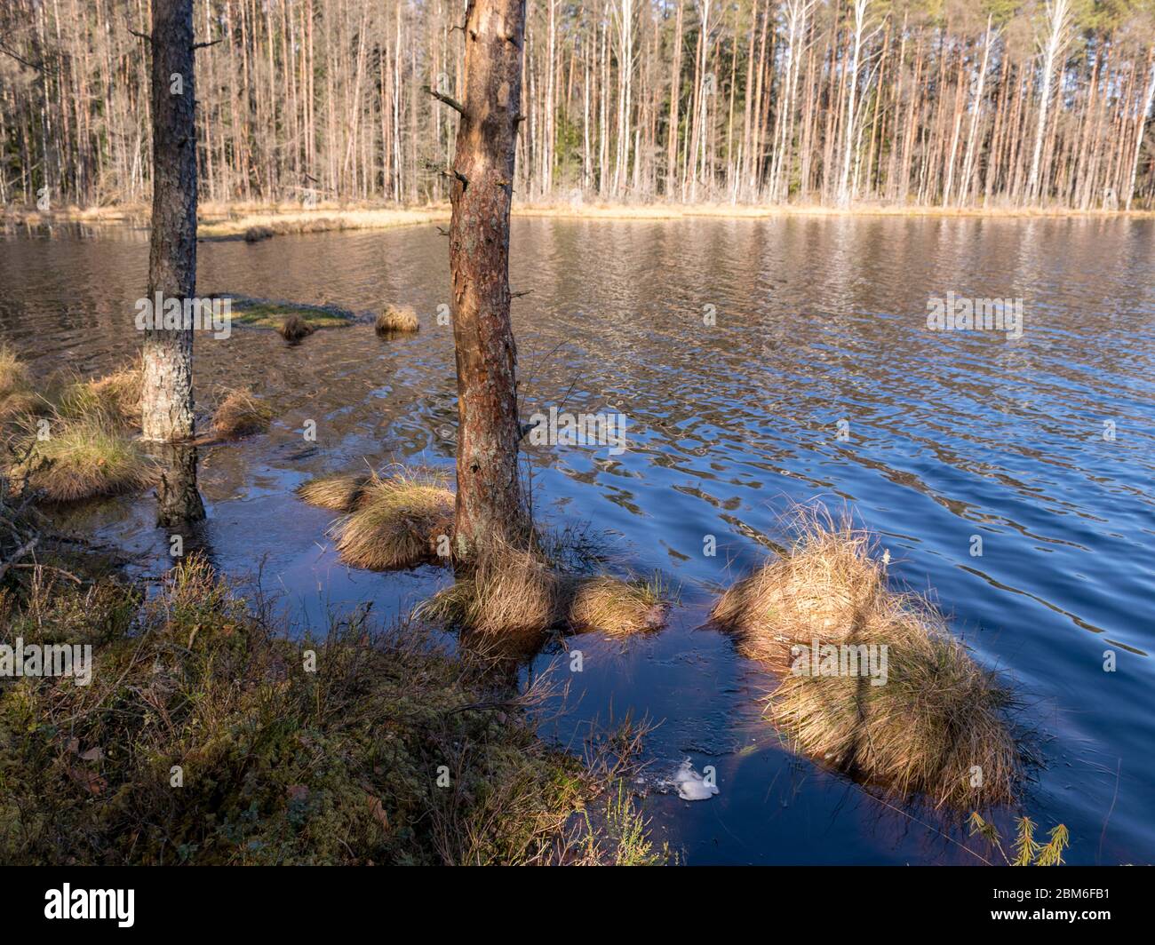 bog lake landscape, bog grass texture in the foreground, sunny spring ...