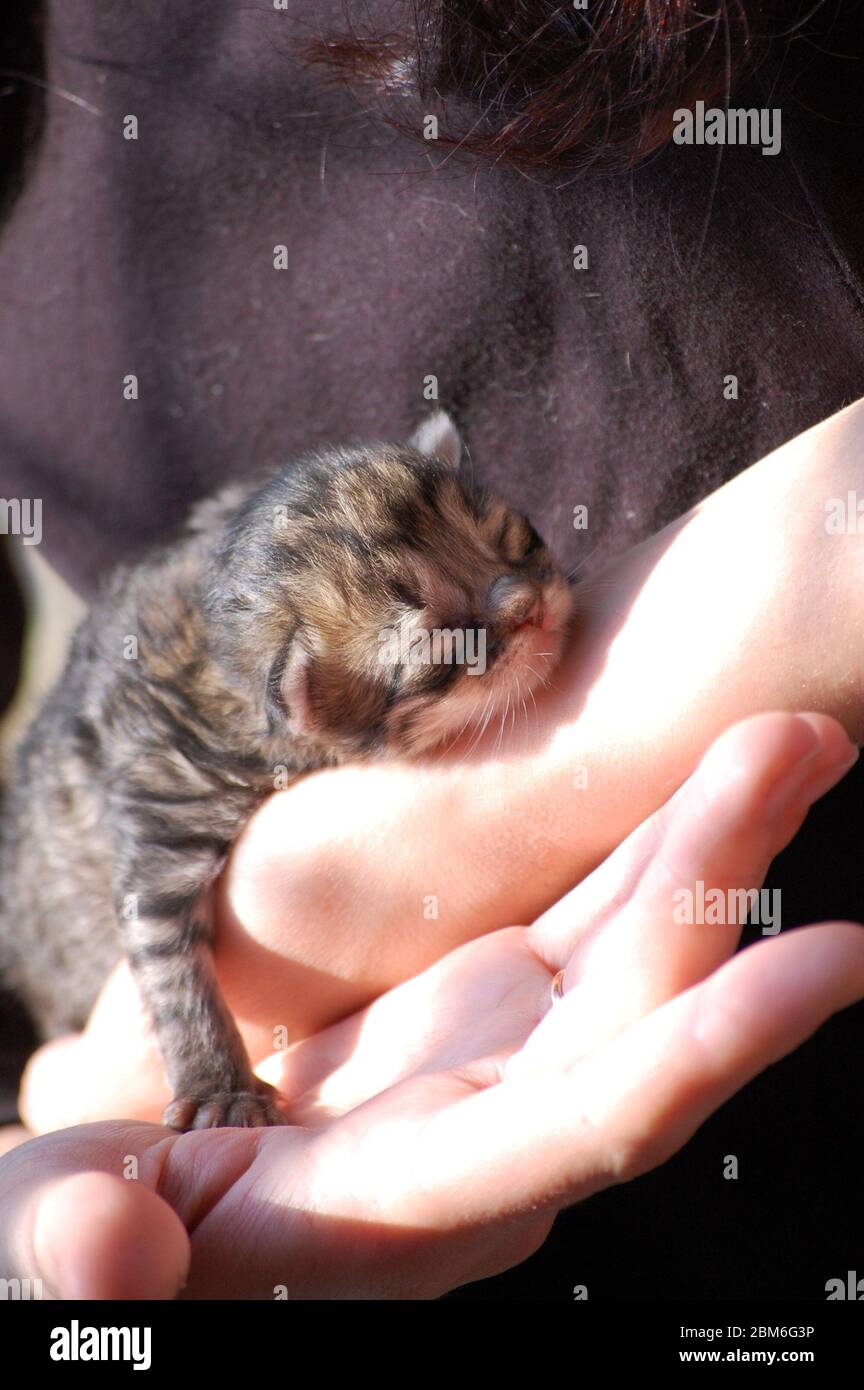 little beautiful fluffy kitten sleeps in arms Stock Photo - Alamy
