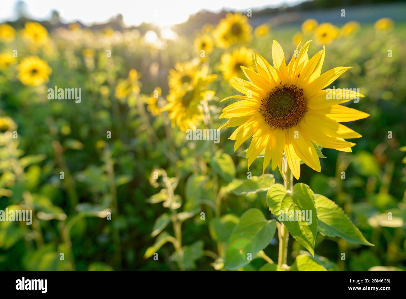 Sunflower blooming against sunlight in the fields Stock Photo - Alamy