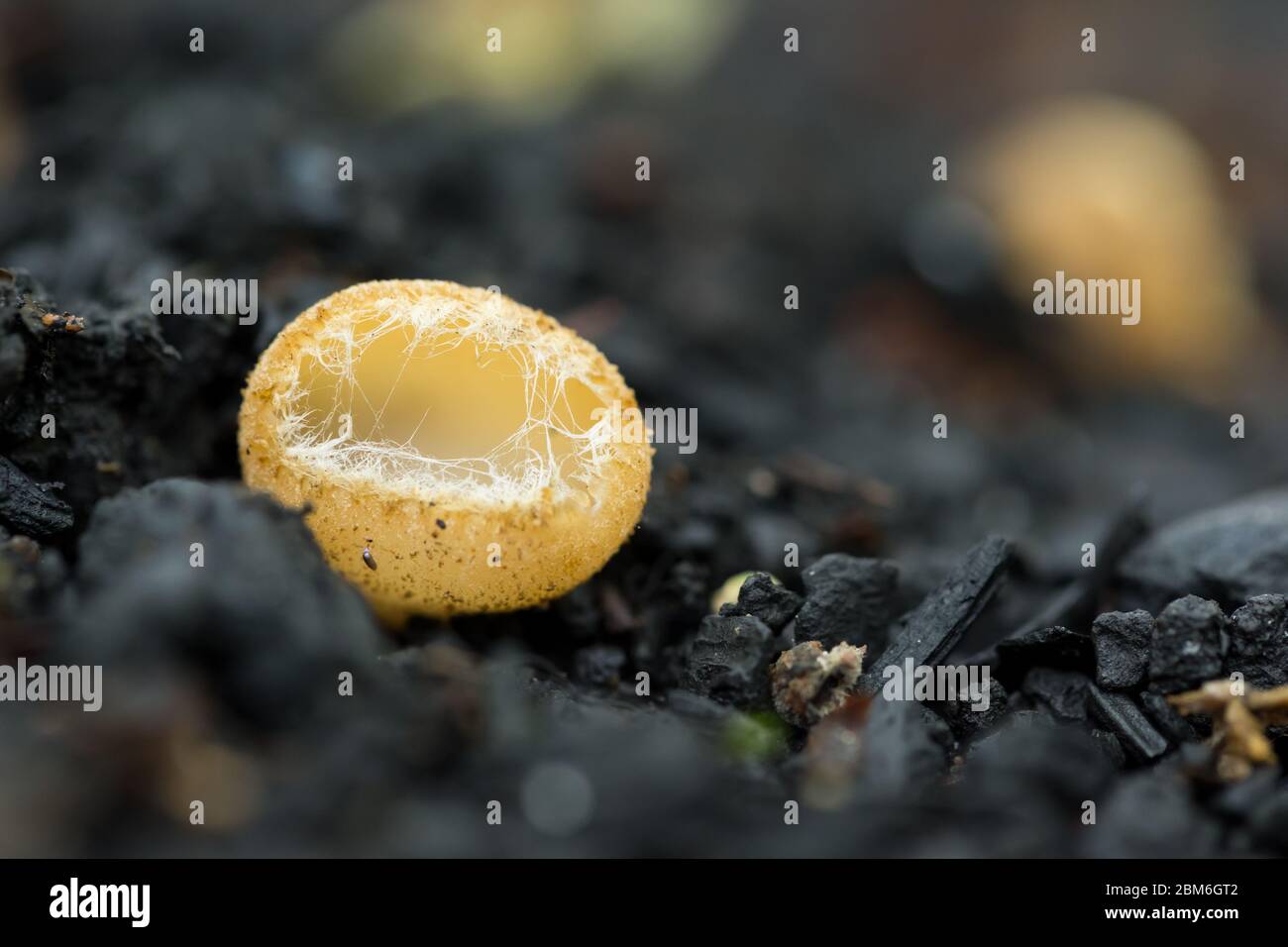 Toothed cup fungus hi-res stock photography and images - Alamy