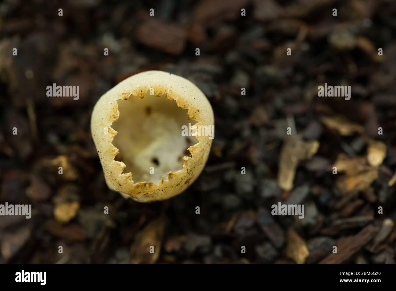 Greater toothed cup fungus Stock Photo - Alamy