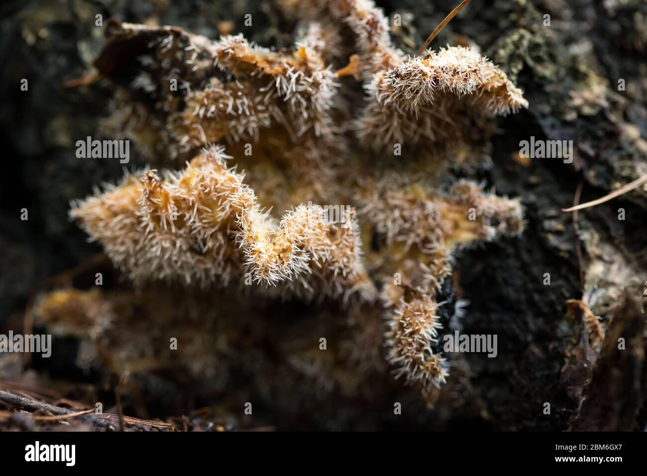 Parasitic cactus fungi (Tilachlidium brachiatum Stock Photo - Alamy
