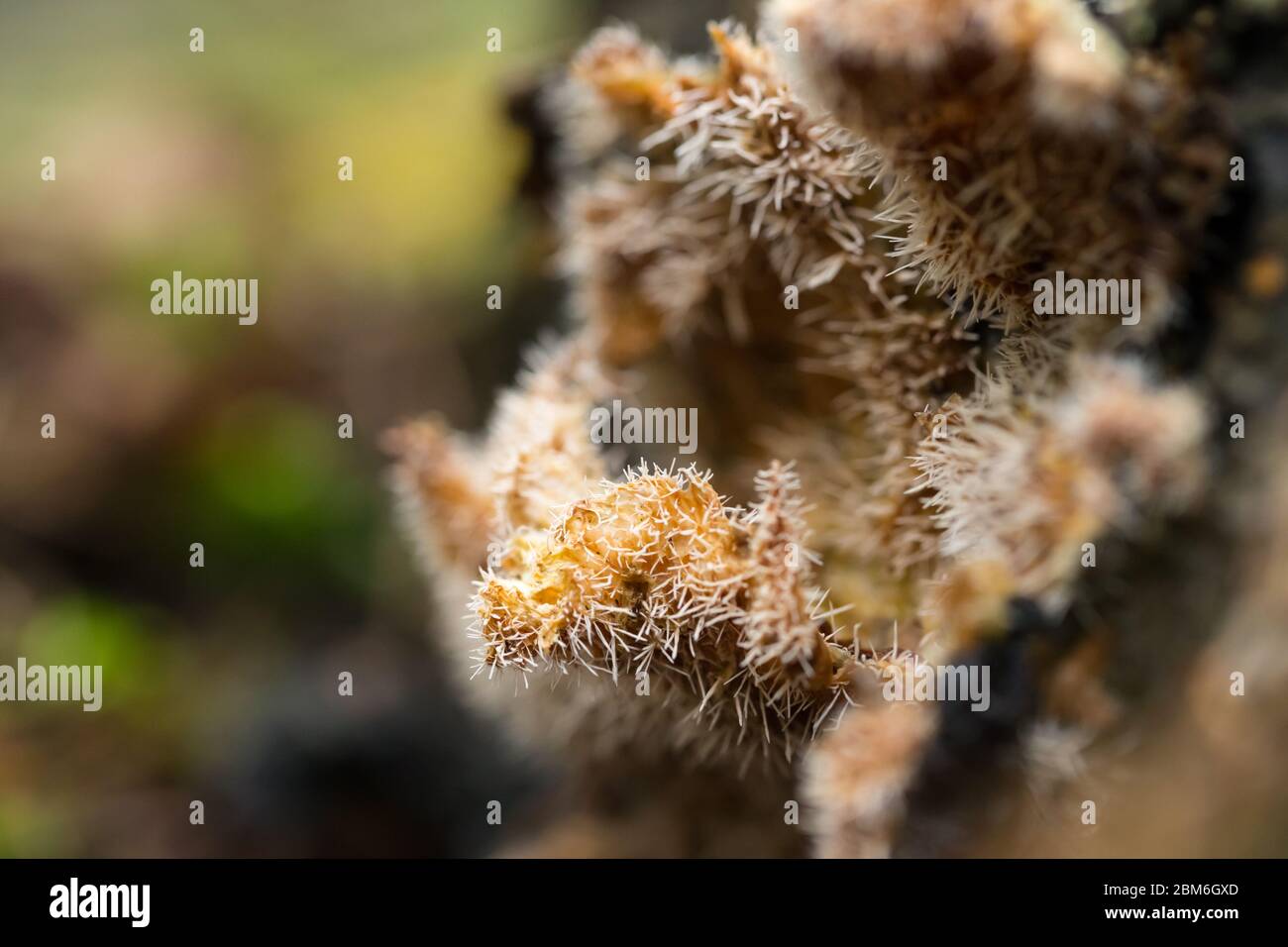 Parasitic cactus fungi (Tilachlidium brachiatum Stock Photo - Alamy