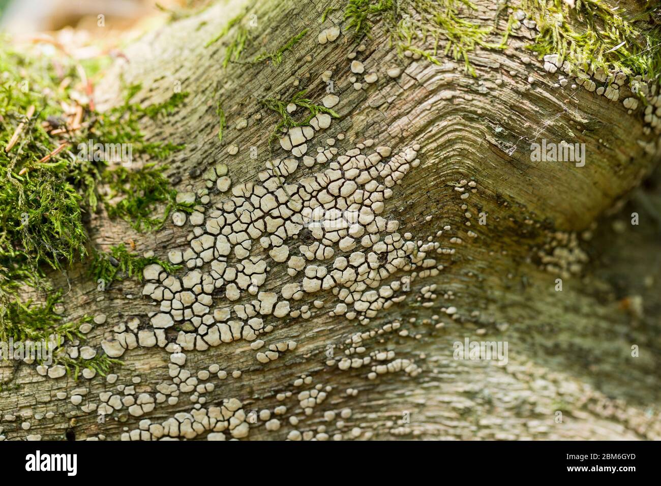 Ceramic parchment fungus Stock Photo - Alamy