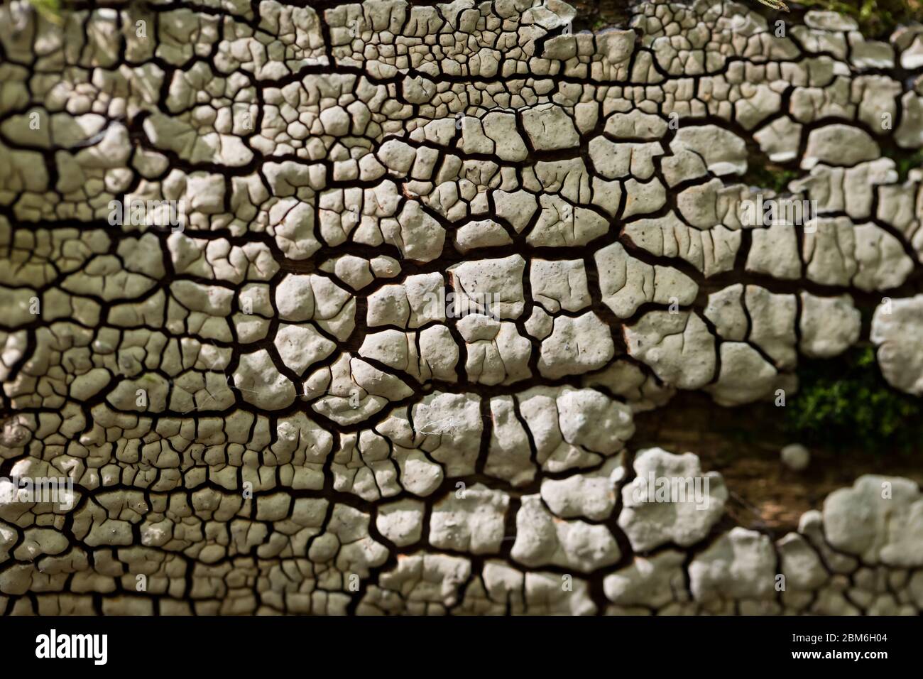 Ceramic fungus hi-res stock photography and images - Alamy