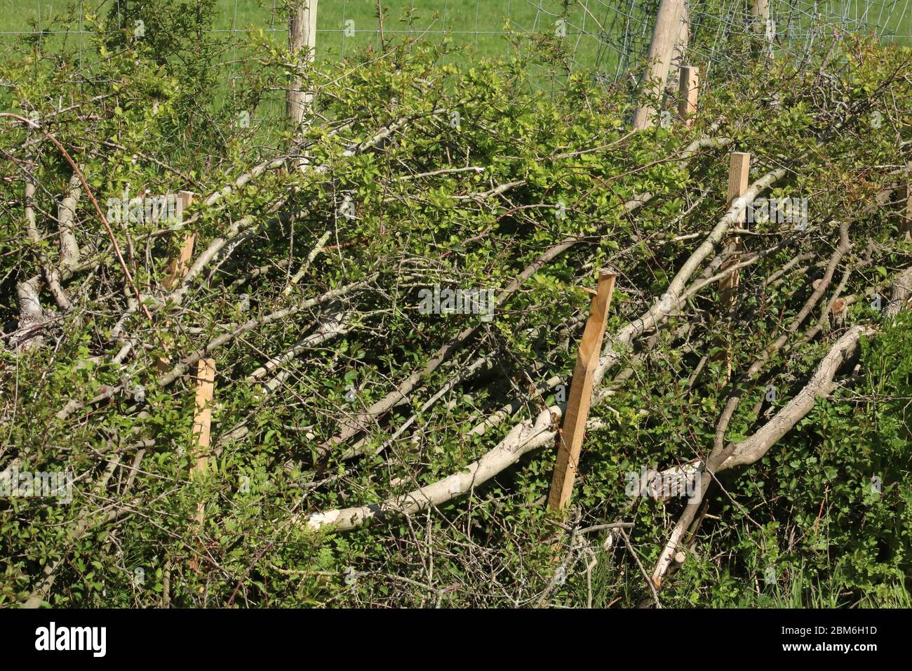 Traditional skill where a hawthorn, crataegus monogyna, hedge has been ...