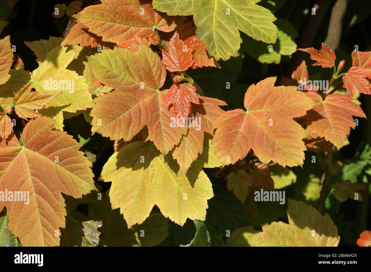 Newly opened colorful sycamore leaves hi-res stock photography and ...