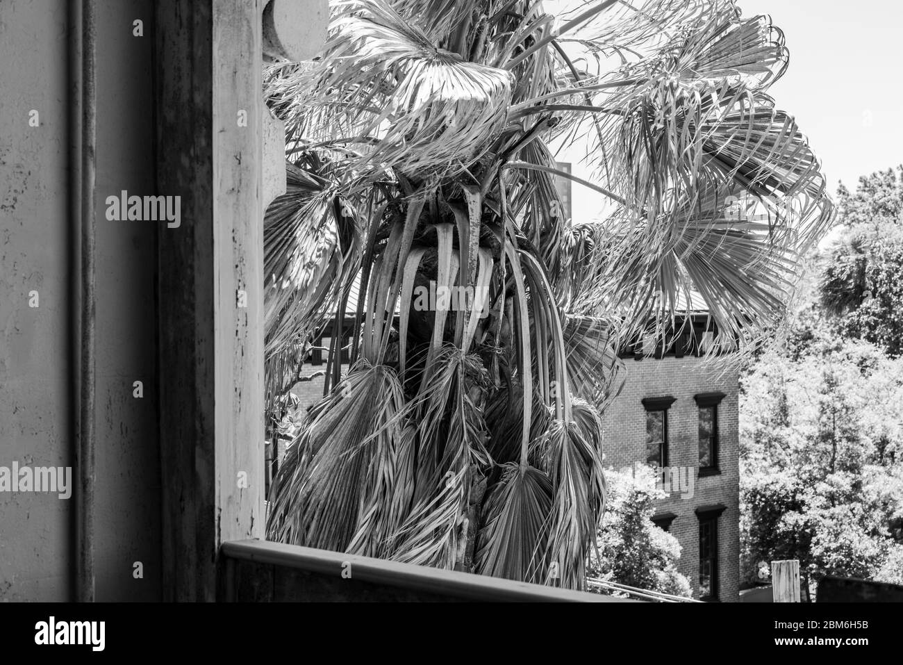 Palm trees blowing in the breeze from an open third story window Stock ...