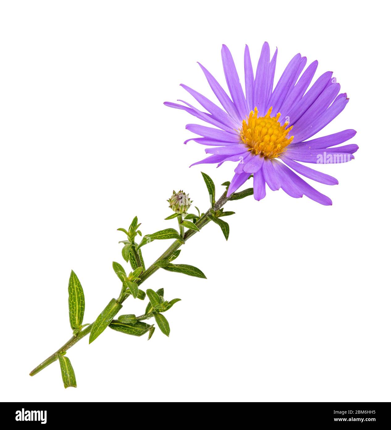 Purple aster on white background. Clipping path Stock Photo - Alamy