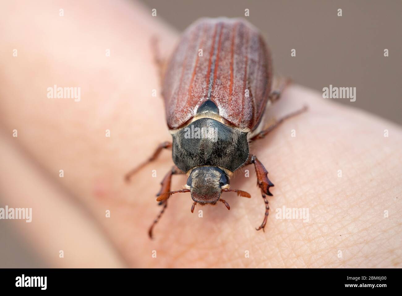 Melolontha hippocastani larva hi-res stock photography and images - Alamy