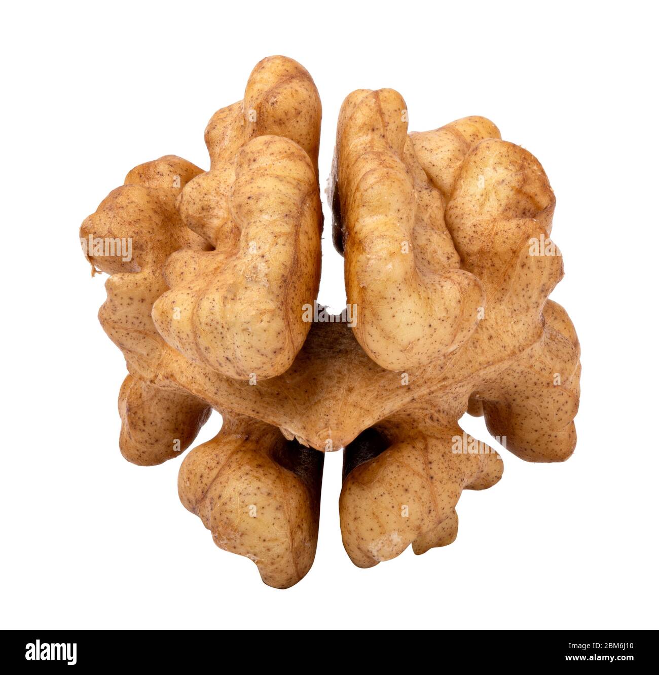 Walnut inside Cut Out Stock Images & Pictures - Alamy