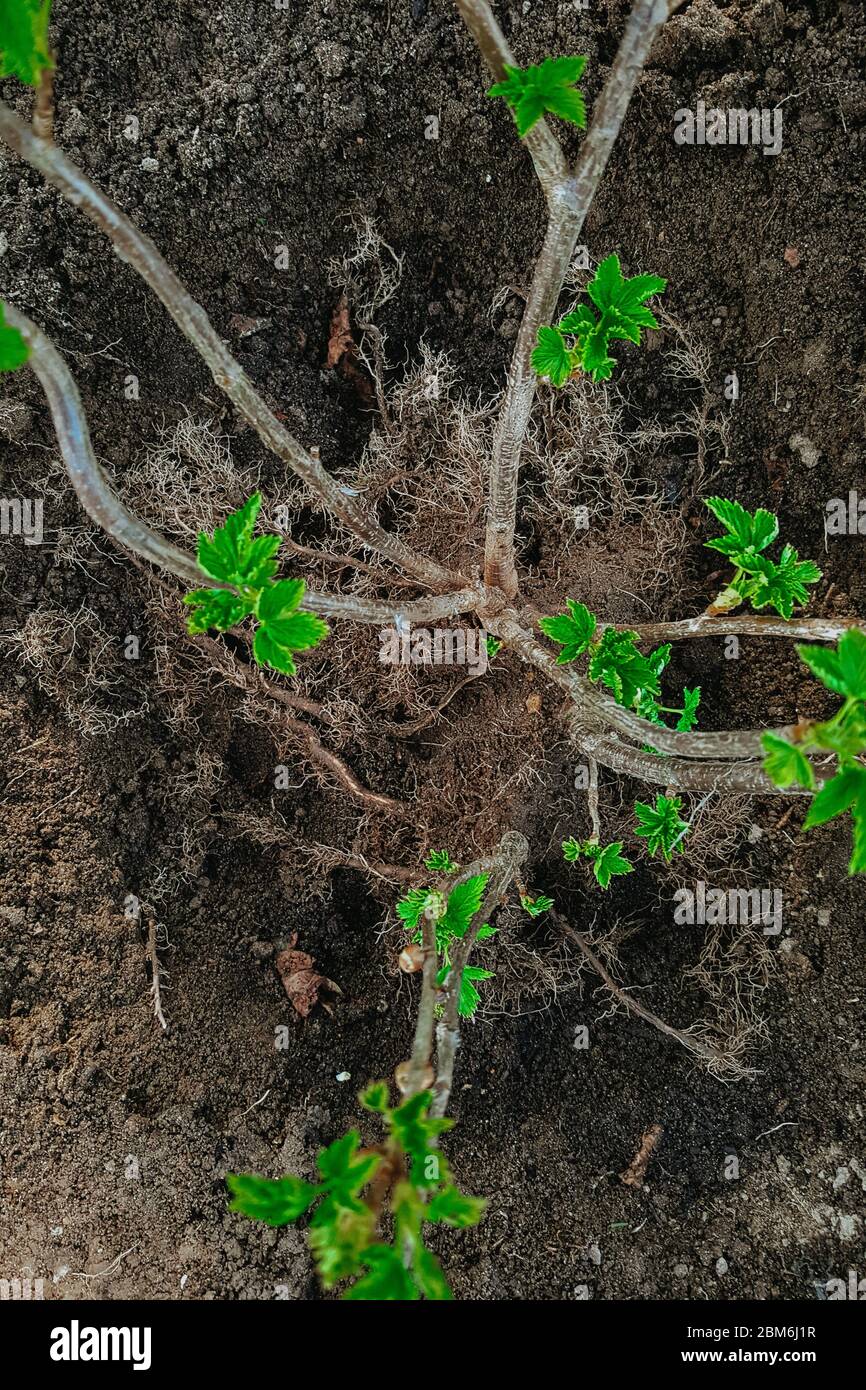 planting currant Bush, roots in the ground, gardening, hands in ...