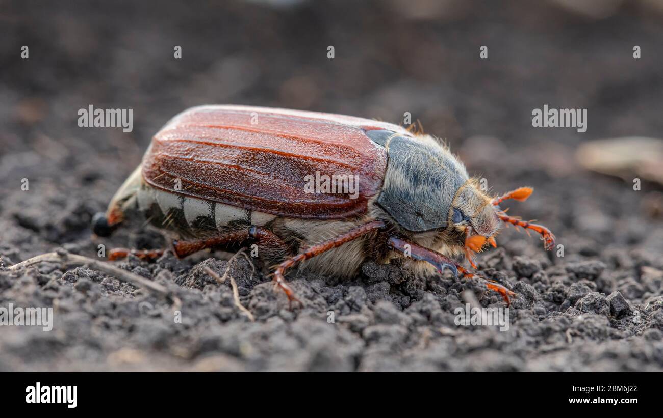 Melolontha, a pest in agriculture. Beetles destroy the green mass of ...