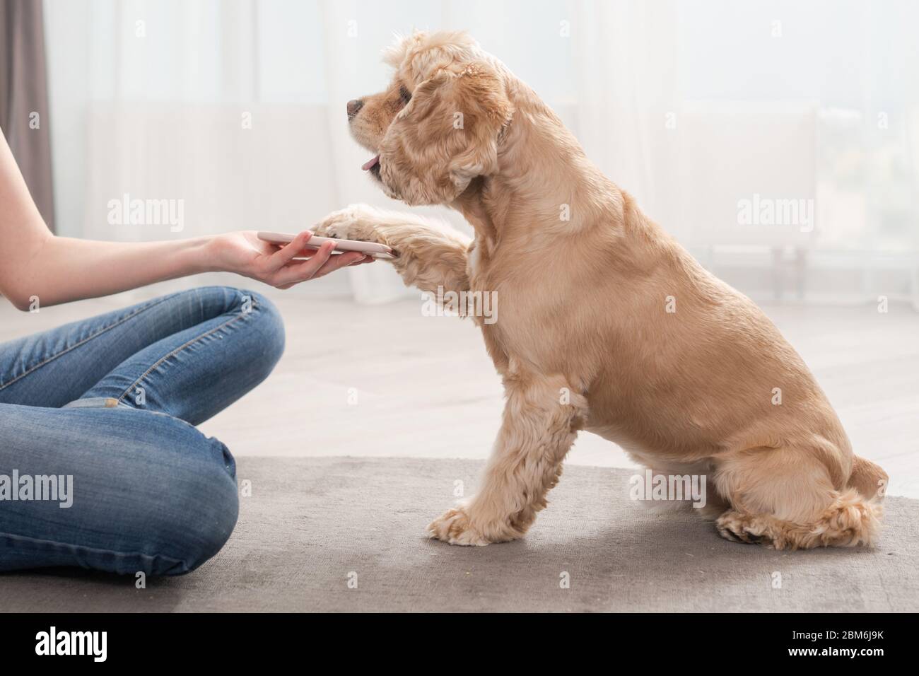 Cocker spaniel press smarphone with paw indoors Stock Photo - Alamy