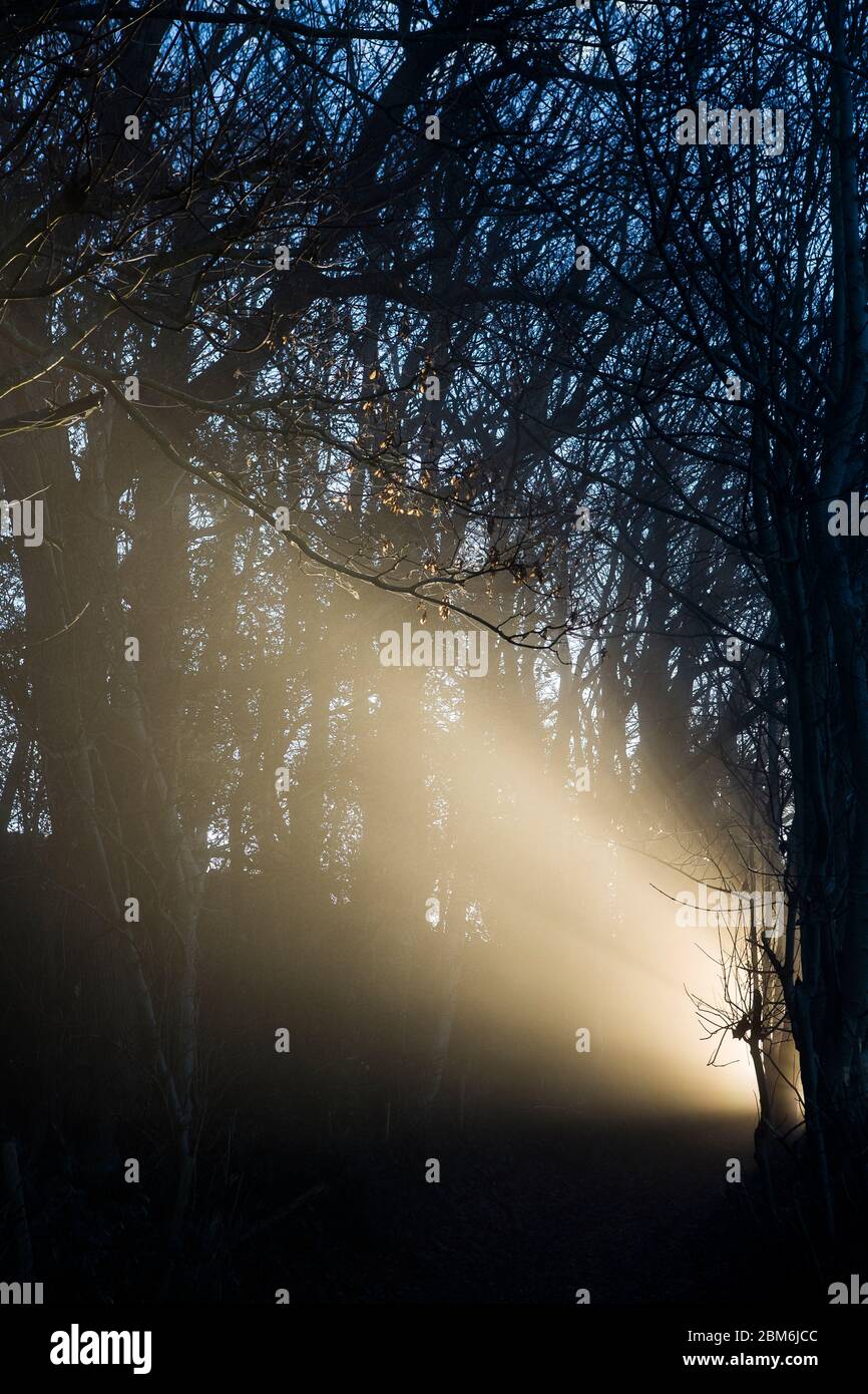 Unusual dawn light at sunrise through the silhouetted woodland trees ...