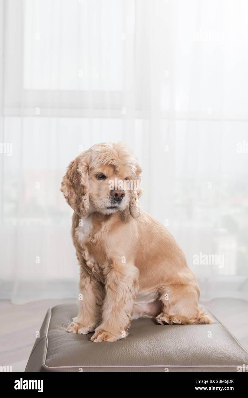 Sad muzzle of cocker spaniel at home Stock Photo - Alamy