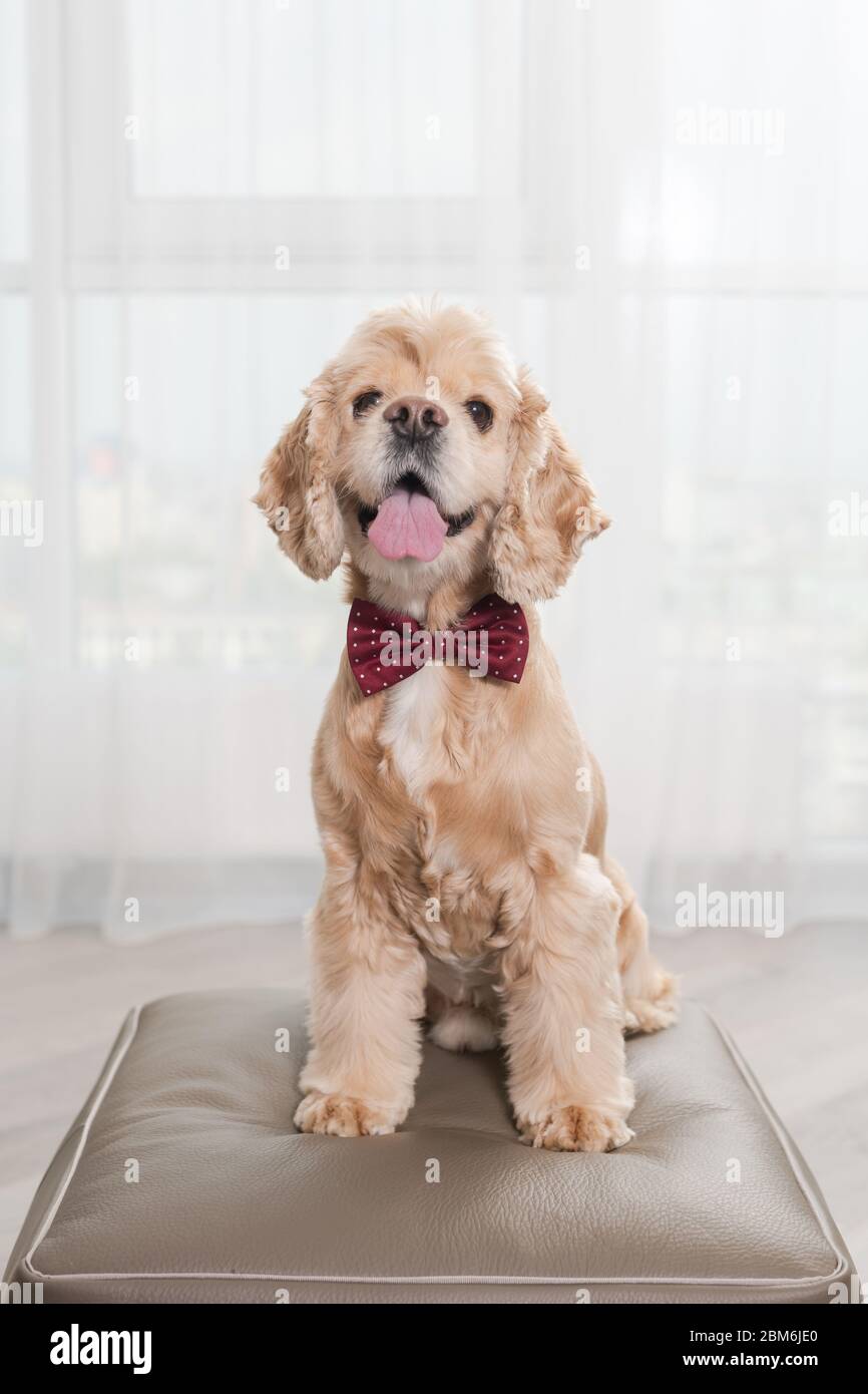 Pouf hi-res stock photography and images - Alamy