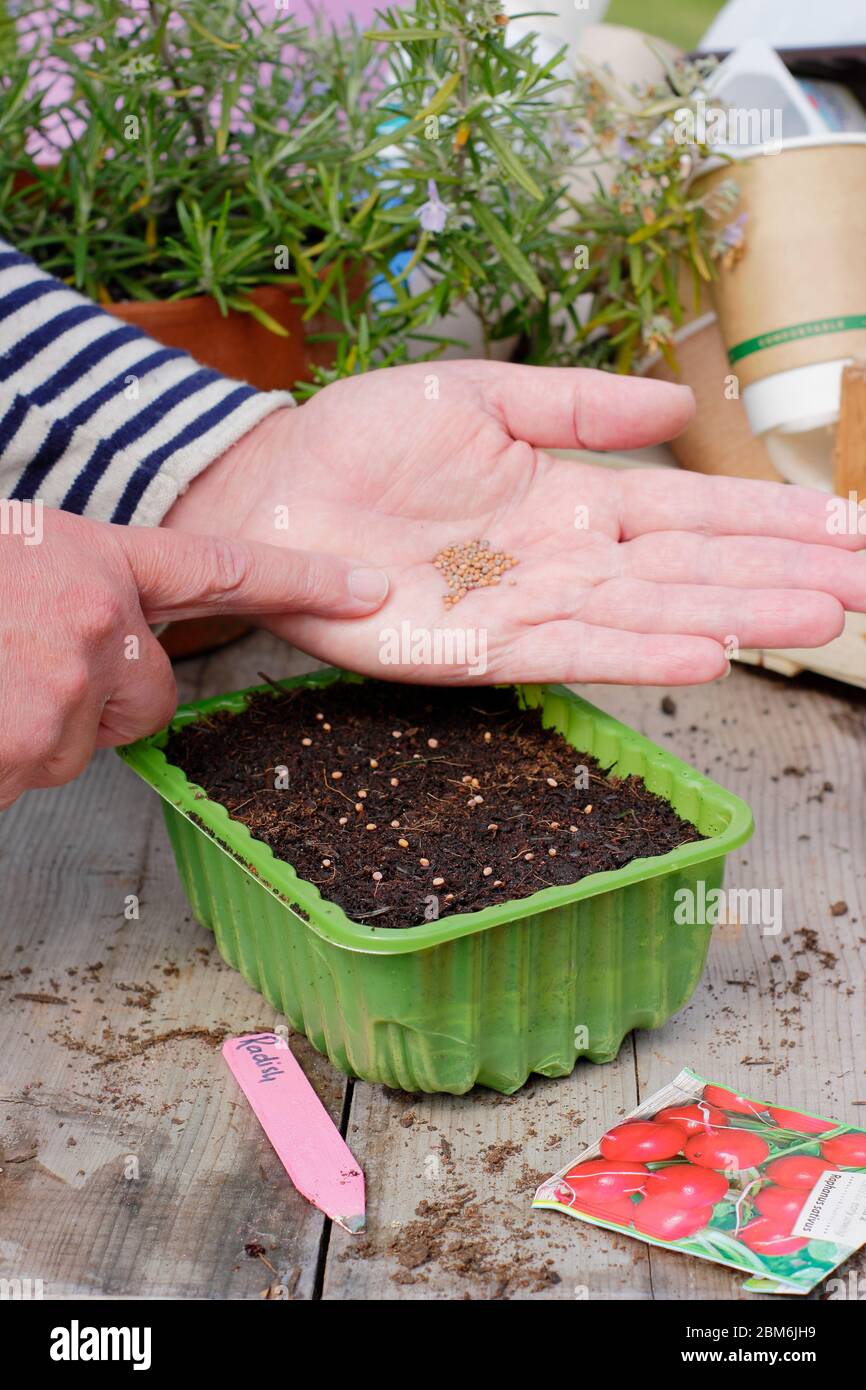 Raphanus sativus pot hi-res stock photography and images - Alamy