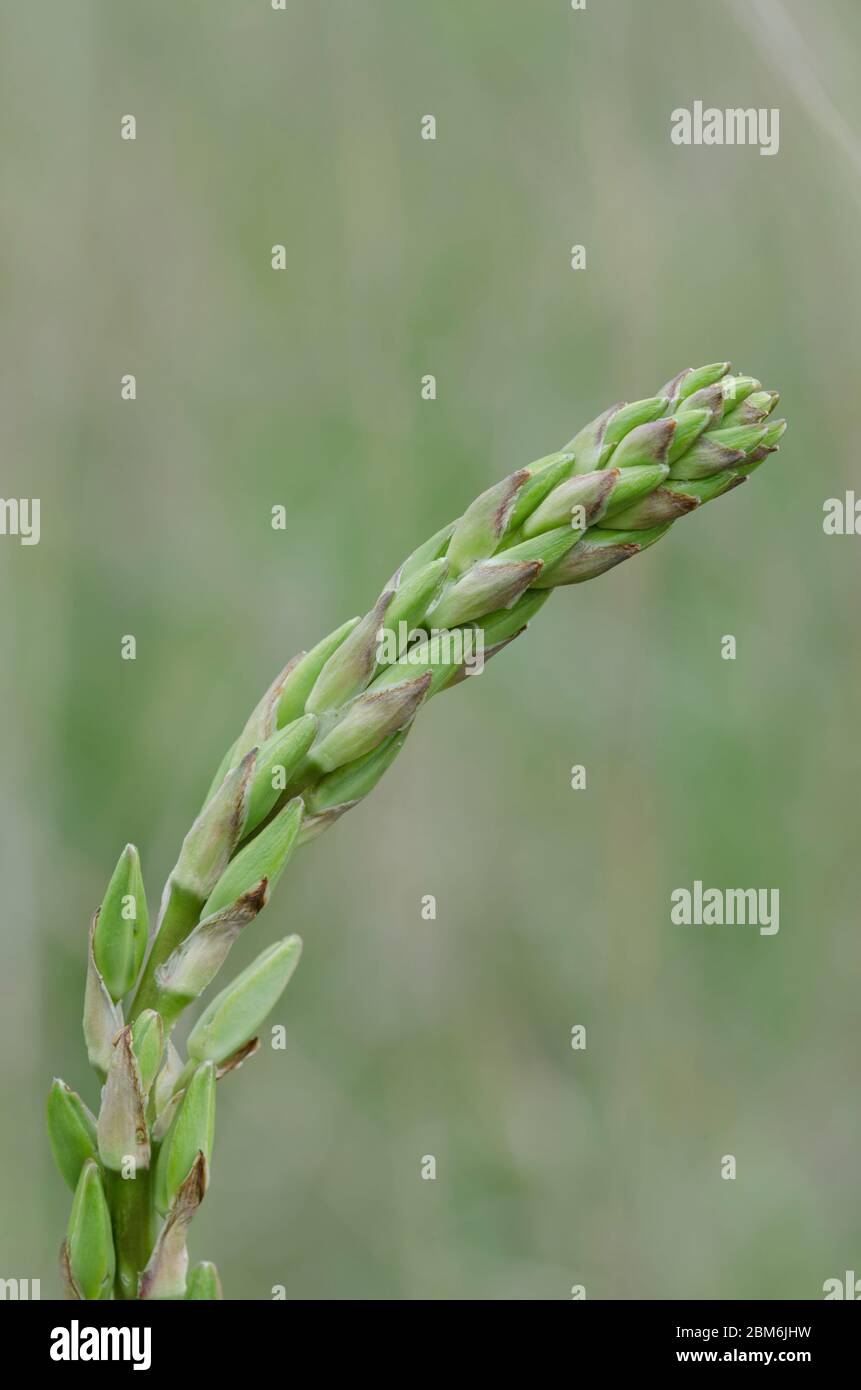 Arkansas Yucca, Yucca arkansana, young flowers forming Stock Photo - Alamy