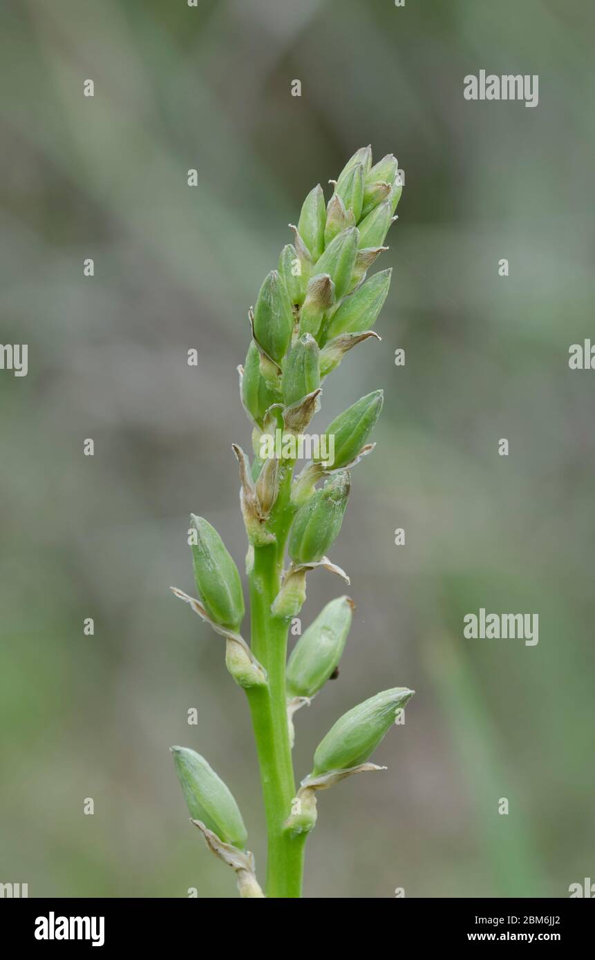 Arkansas Yucca, Yucca arkansana, young flowers forming Stock Photo - Alamy