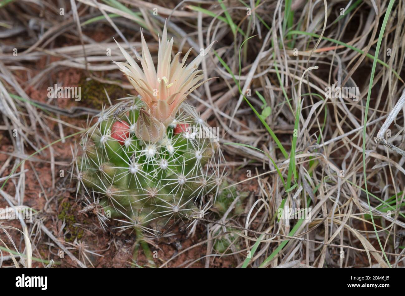 Missouriensis hi-res stock photography and images - Alamy